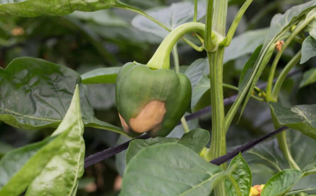 Growing Peppers | PepperScale